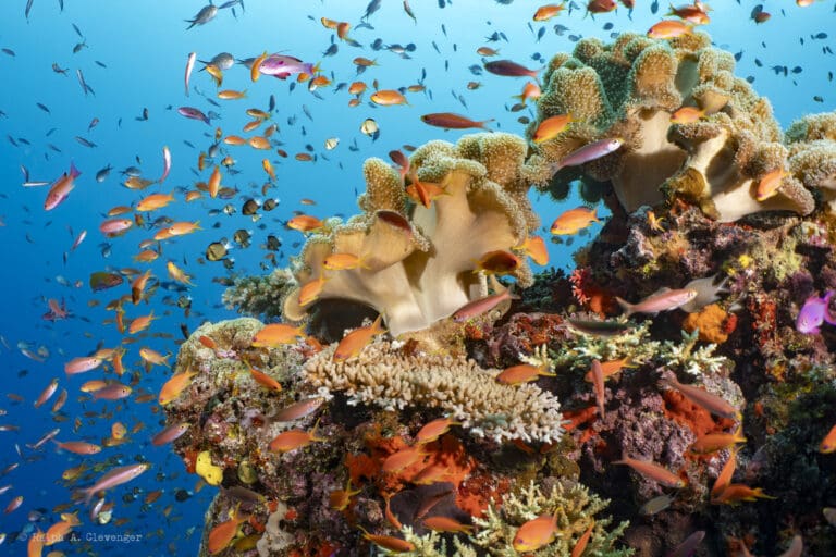 Voli Voli Beach Resort, Fiji | Key Largo Dive Center
